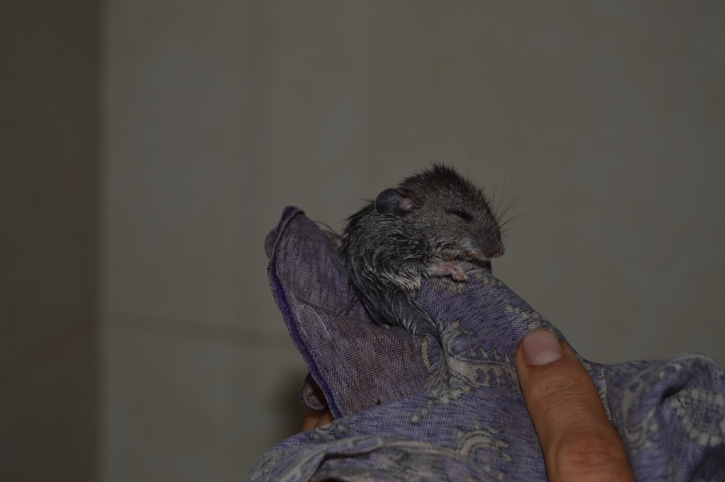 Southern Deer Mouse from Tecolotlán, Jal., México on September 27, 2024 ...