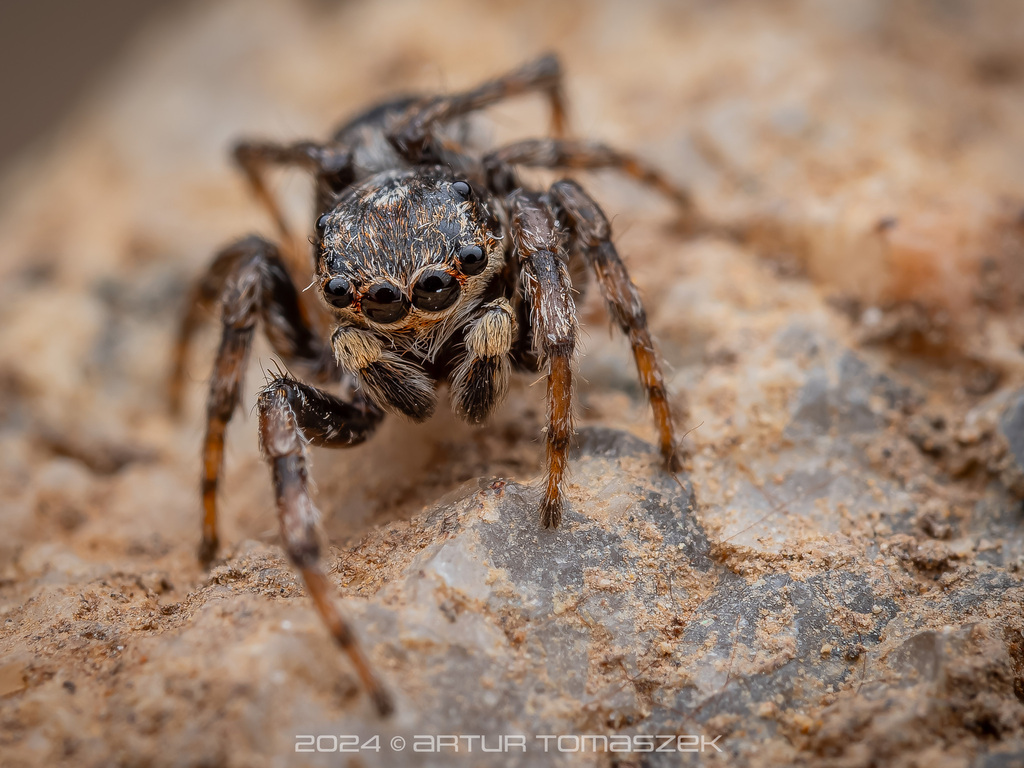 Attulus in October 2024 by Artur Tomaszek · iNaturalist