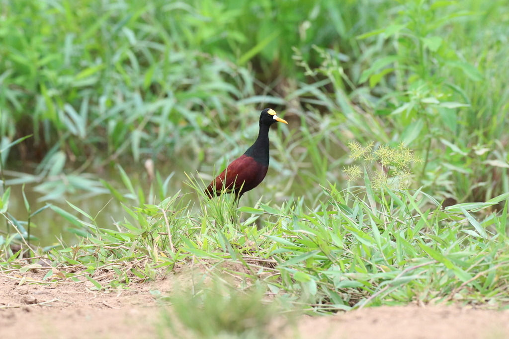 Northern Jacana from Limón, Pococí, Costa Rica on April 22, 2022 at 10: ...
