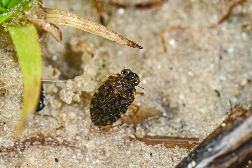 Blue-spotted Velvet Shore Bug in August 2024 by Kai-Wei Chan · iNaturalist