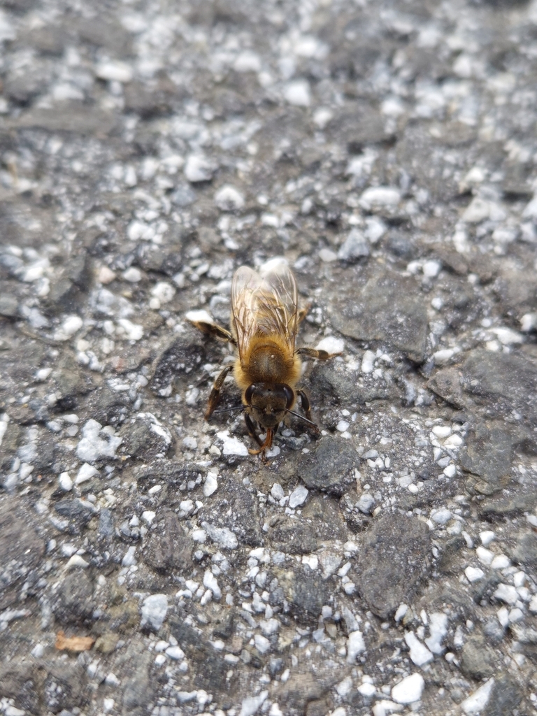 Western Honey Bee from Geidorf, Graz, Austria on October 1, 2024 at 12: ...