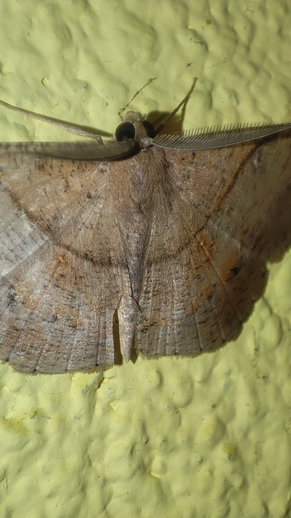 Petelia from 59F2+FMC, Namchi, Sikkim 737121, India on October 1, 2024 ...