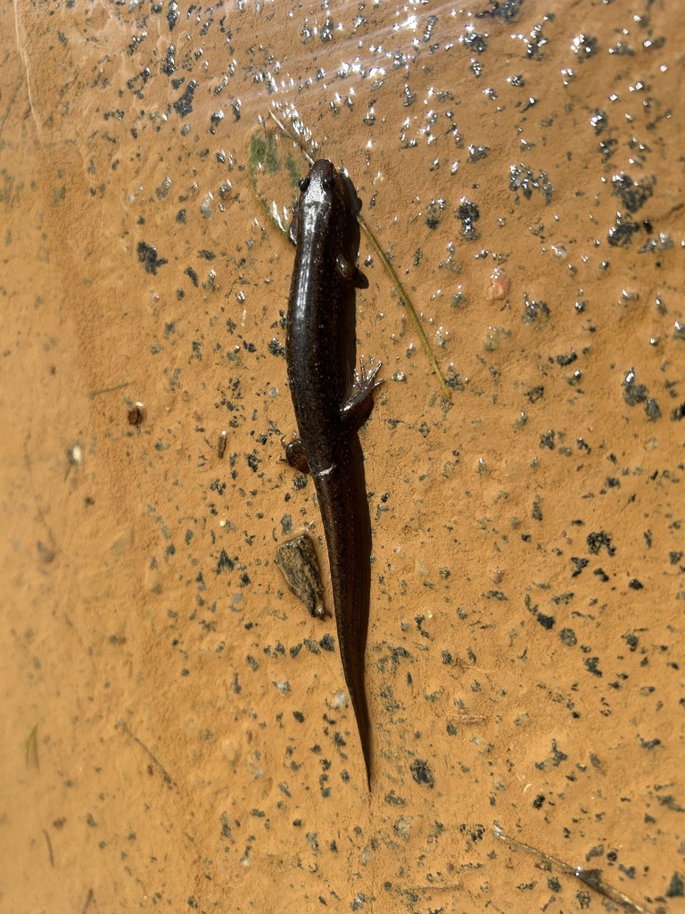 Wolf Dusky Salamander from Golf Course Rd, Morganton, NC, US on ...