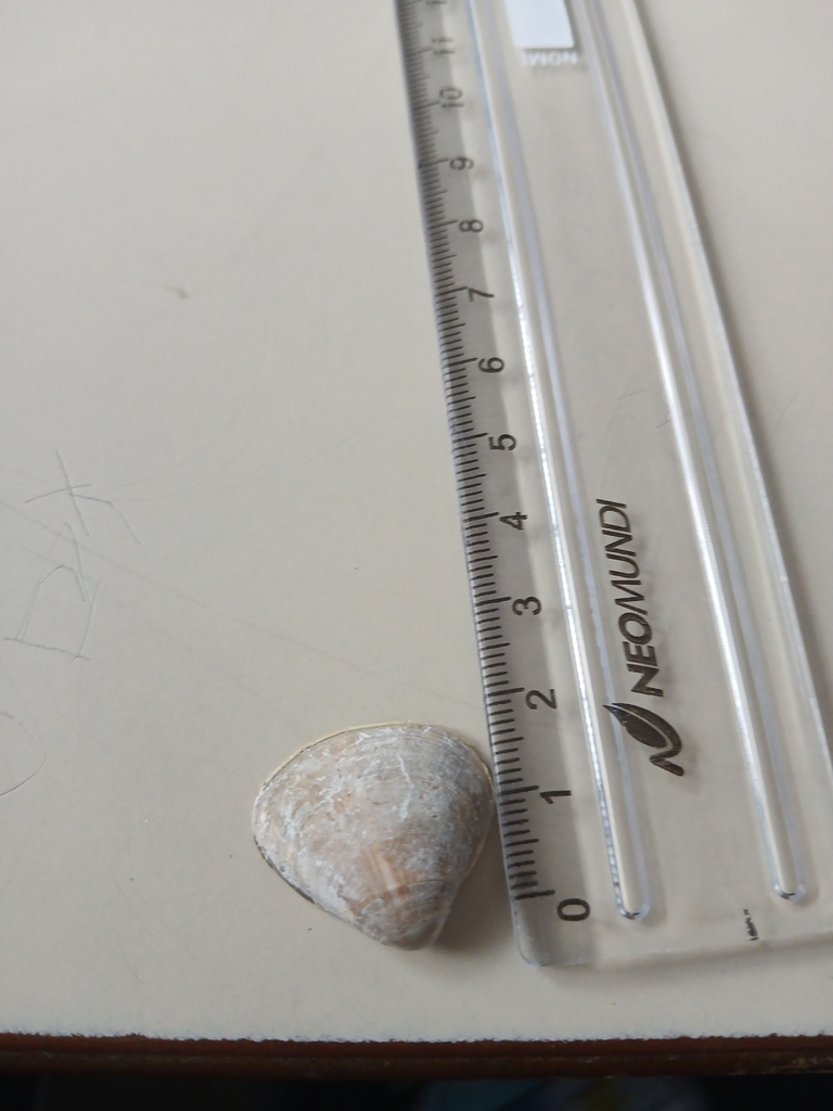 Tivela mactroides from São Pedro, Navegantes - SC, 88375-000, Brasil on ...