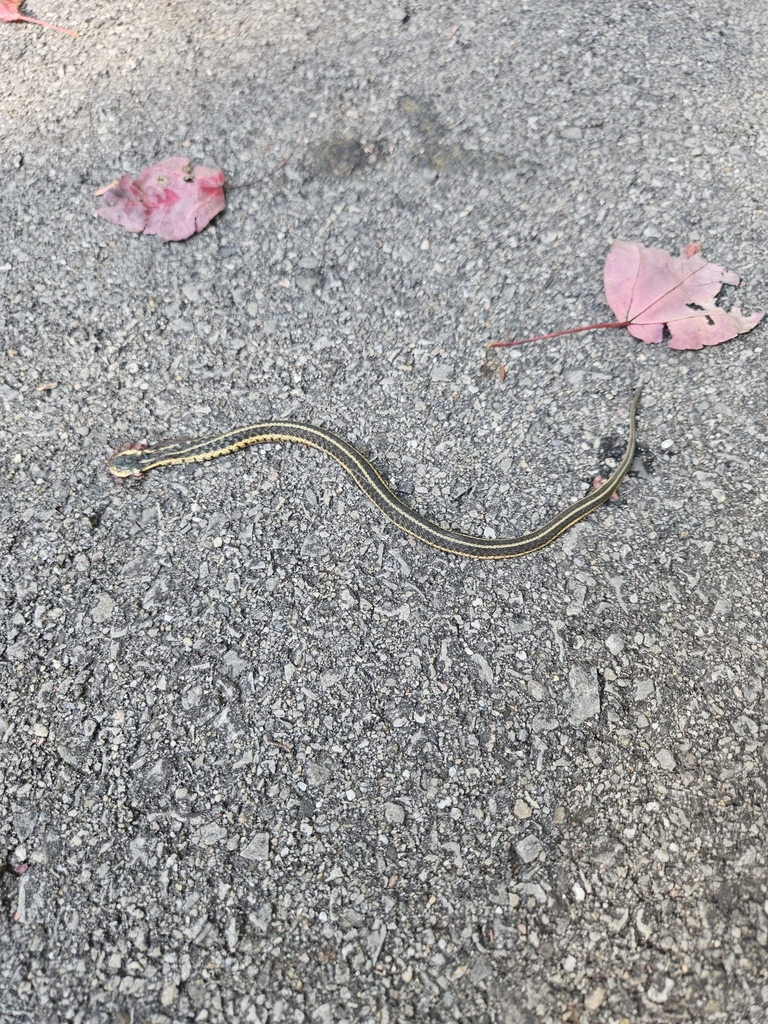 Common Garter Snake from Montée Gagnon / Rang Lepage à Saint-Roch ...
