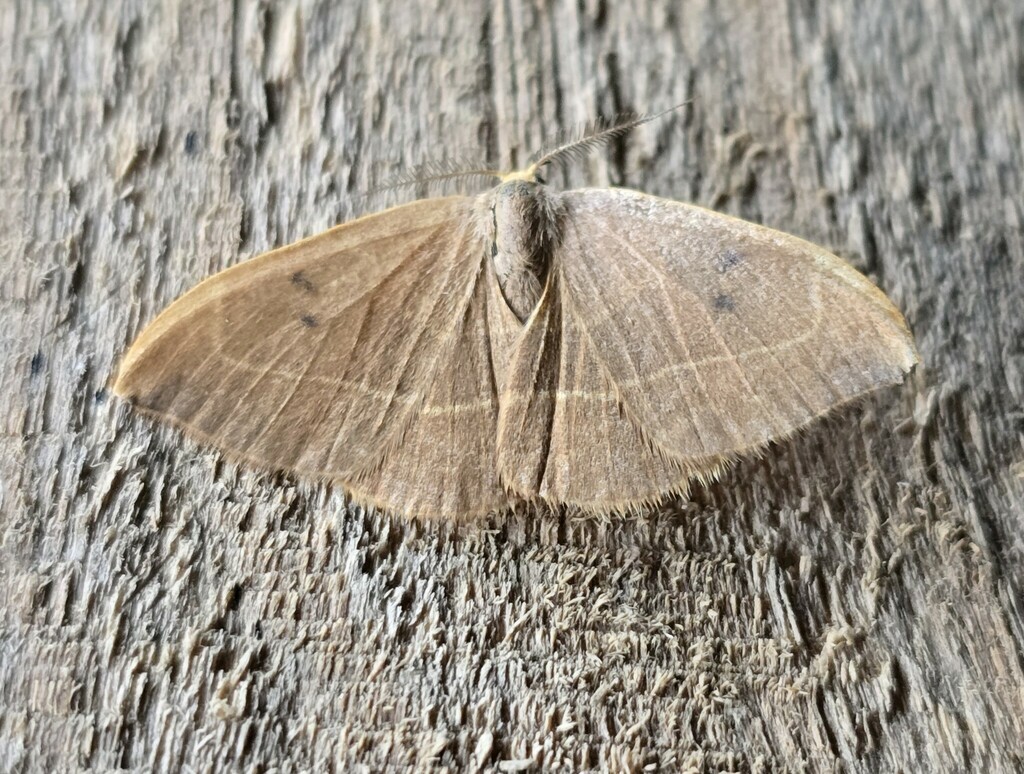 Oak Hook-tip from 5472 1 Kastel, Bulgaria on September 29, 2024 at 01:54 PM by Chris Chapman ...