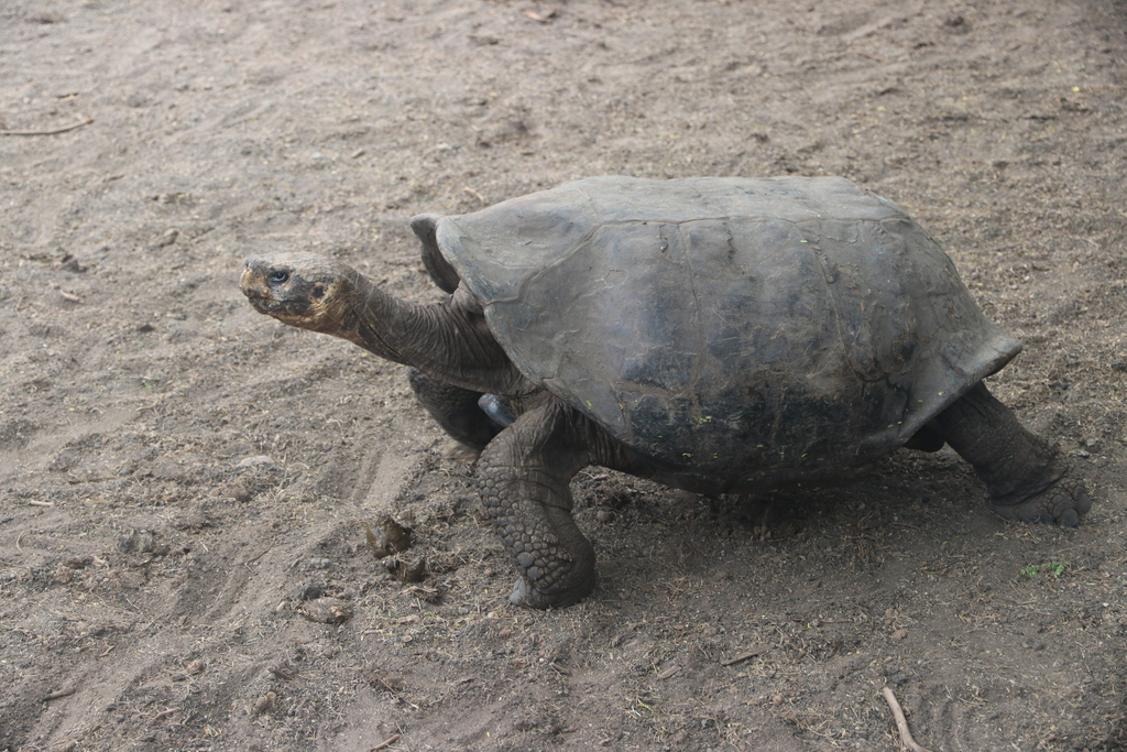 Galápagos Giant Tortoise from Isabela, Équateur on February 18, 2022 at ...