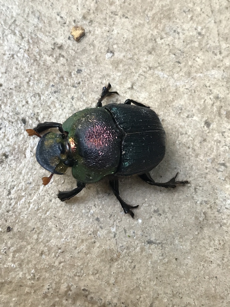 Rainbow Scarab in September 2024 by sammyisafuzzydog · iNaturalist