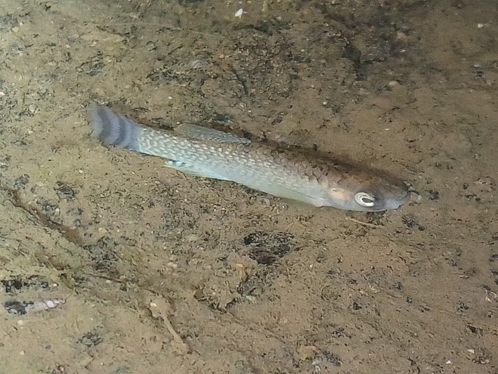 Arabian toothcarp in October 2024 by Paulo Alves · iNaturalist
