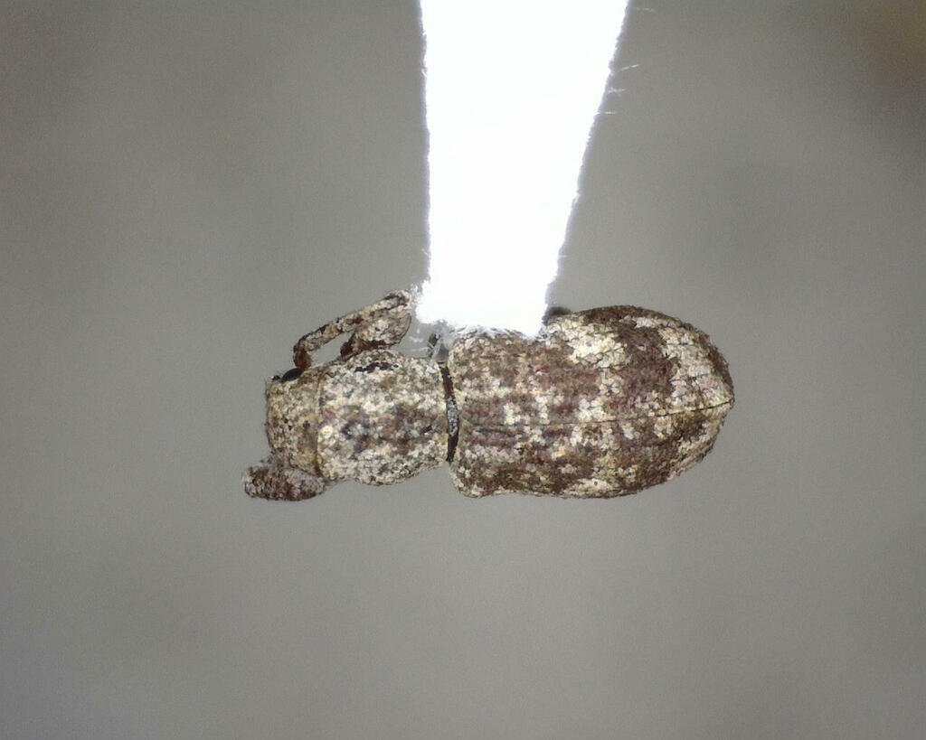 Gray Mistletoe Weevil from Kimble County, TX, USA on June 12, 2024 at ...