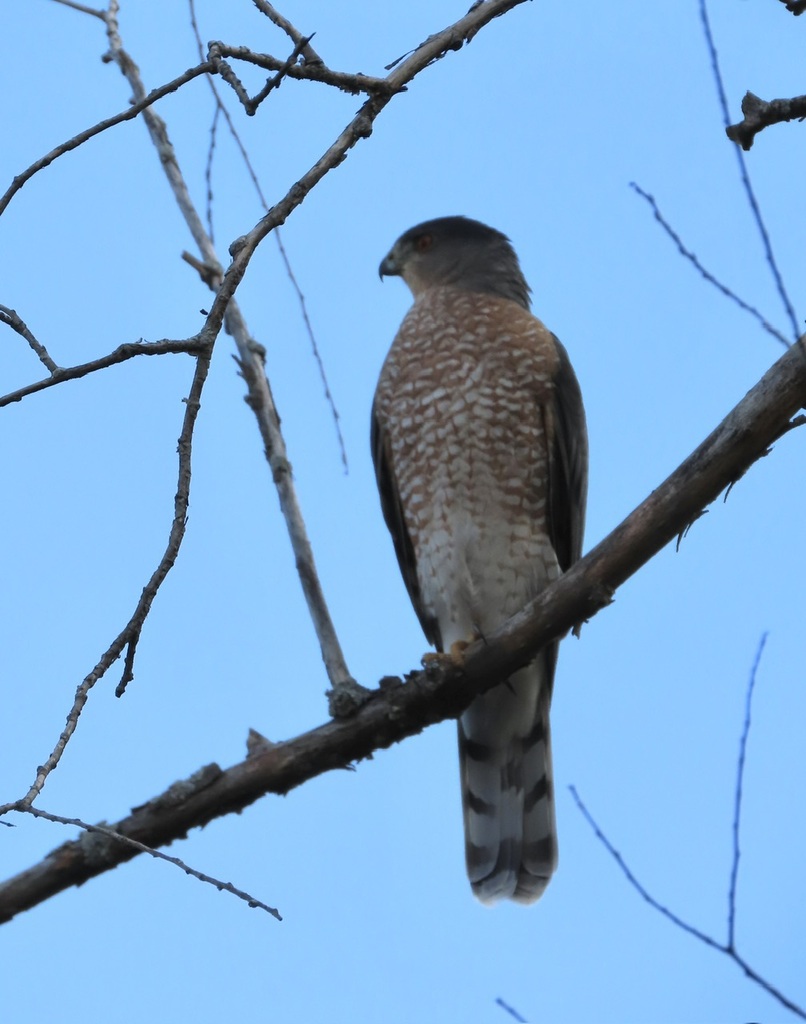 Cooper's Hawk from Orléans, Ottawa, ON, Canada on October 1, 2024 at 09 ...