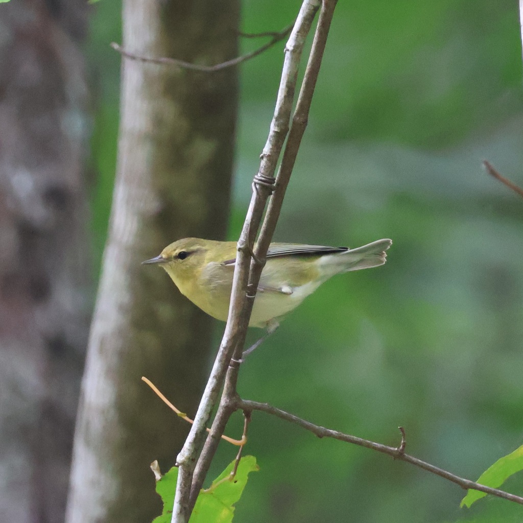 Tennessee Warbler from Cobb County, GA, USA on October 1, 2024 at 12:53 ...