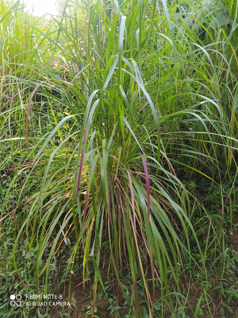 Lemon Grass from Santa Margarita, Medellín, Medellin, Antioquia ...