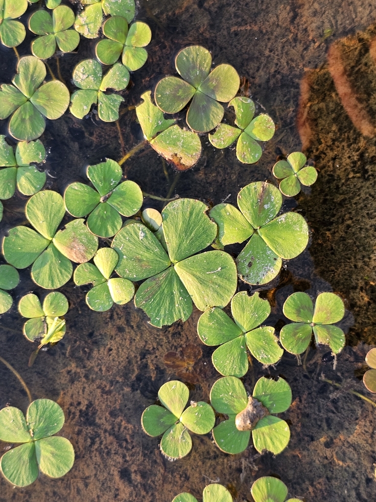 Helicopter Ferns from Mareeba, AU-QL, AU on October 1, 2024 at 05:45 PM ...