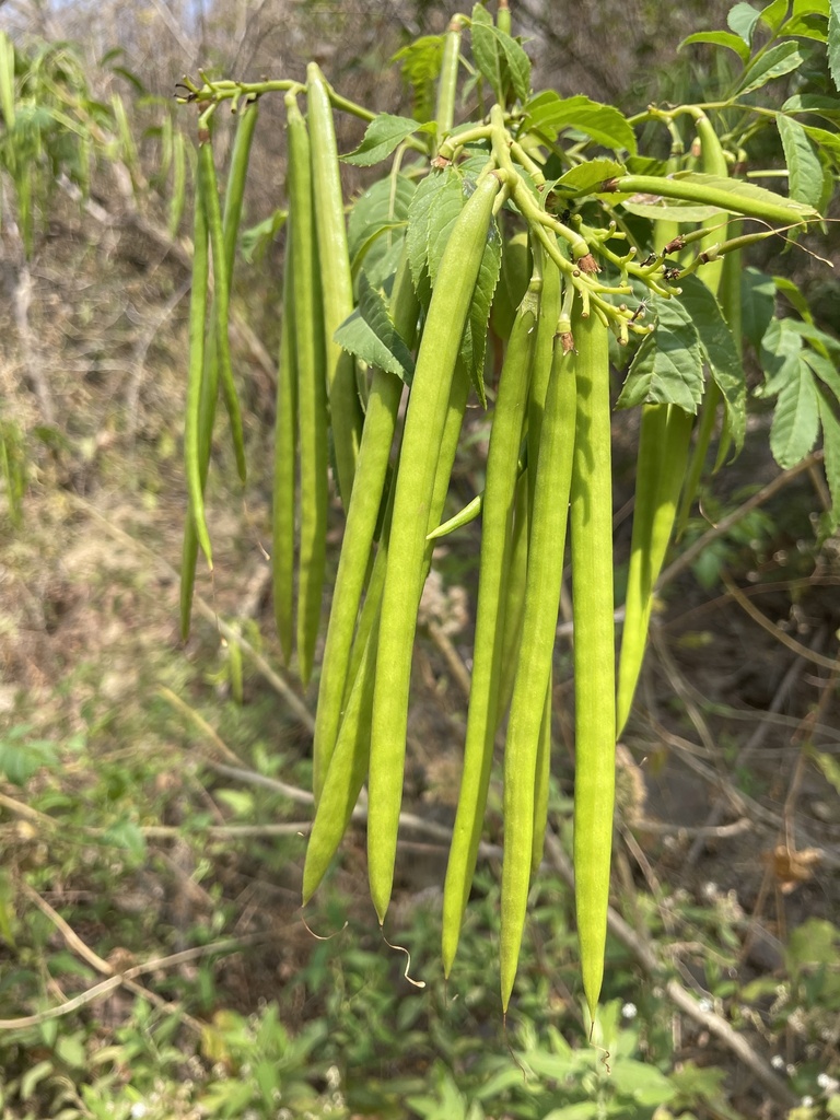 yellow trumpet flower from Departamento de Santa Cruz, BO on September ...