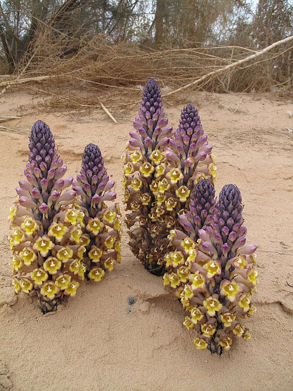 desert hyacinth from Be'er Sheva, Israel on February 12, 2011 at 12:00 ...