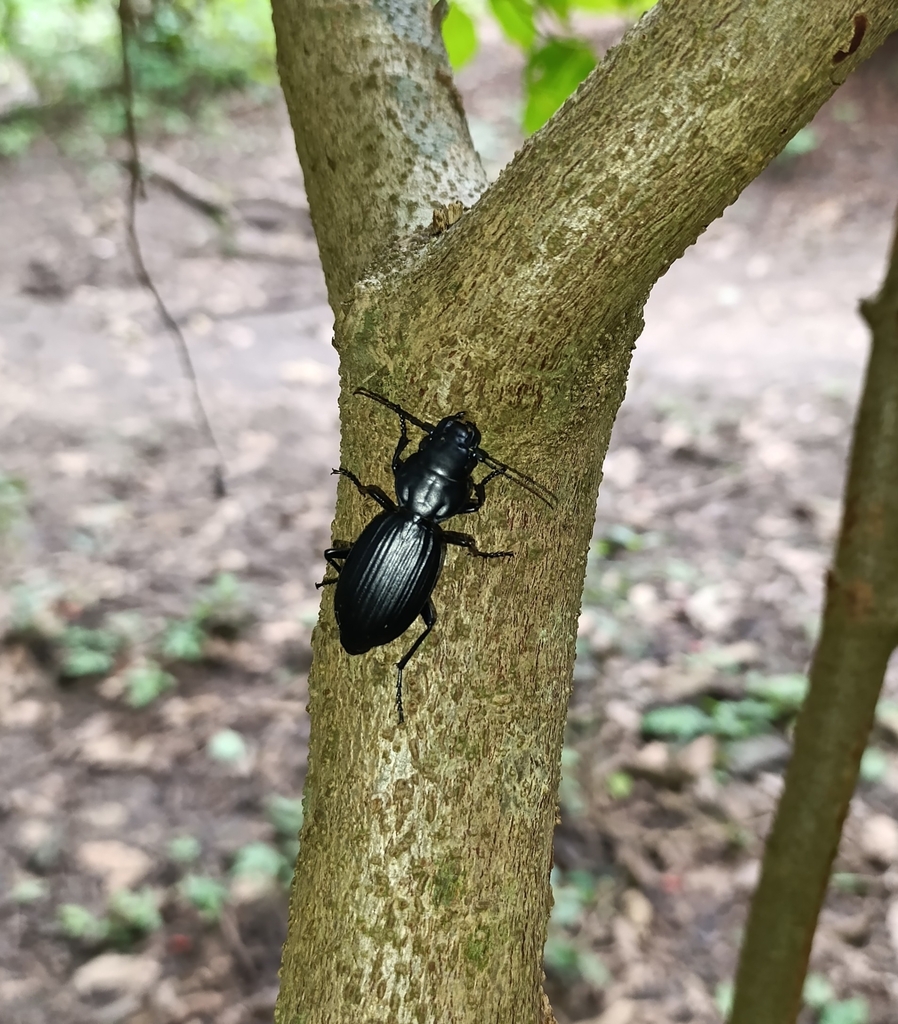 Ground Beetles from Santa Marta, Magdalena, Colombia on September 30 ...