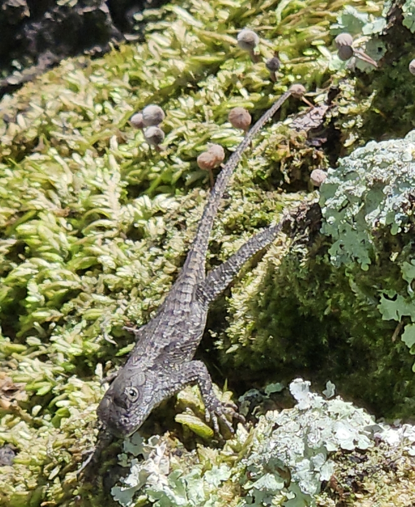 Eastern Fence Lizard from Temple Hill, IL 62938, USA on October 1, 2024 ...
