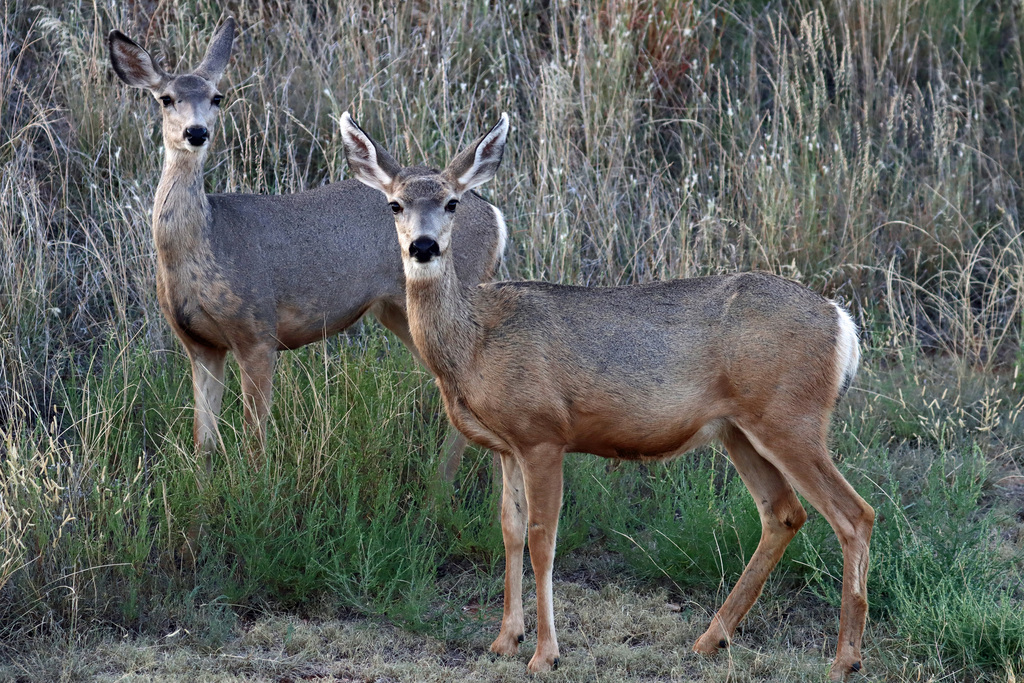 Mule Deer from Lake Meredith--Spring Canyon on September 16, 2024 by ...