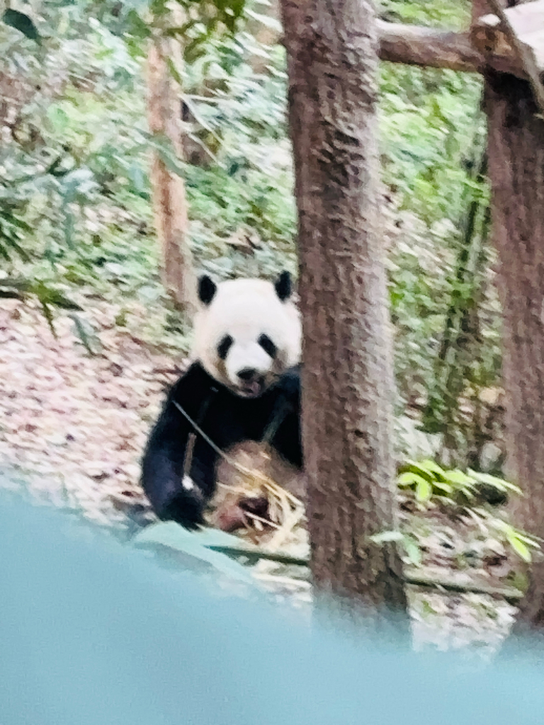 Giant Panda in June 2024 by Duke Dennis · iNaturalist