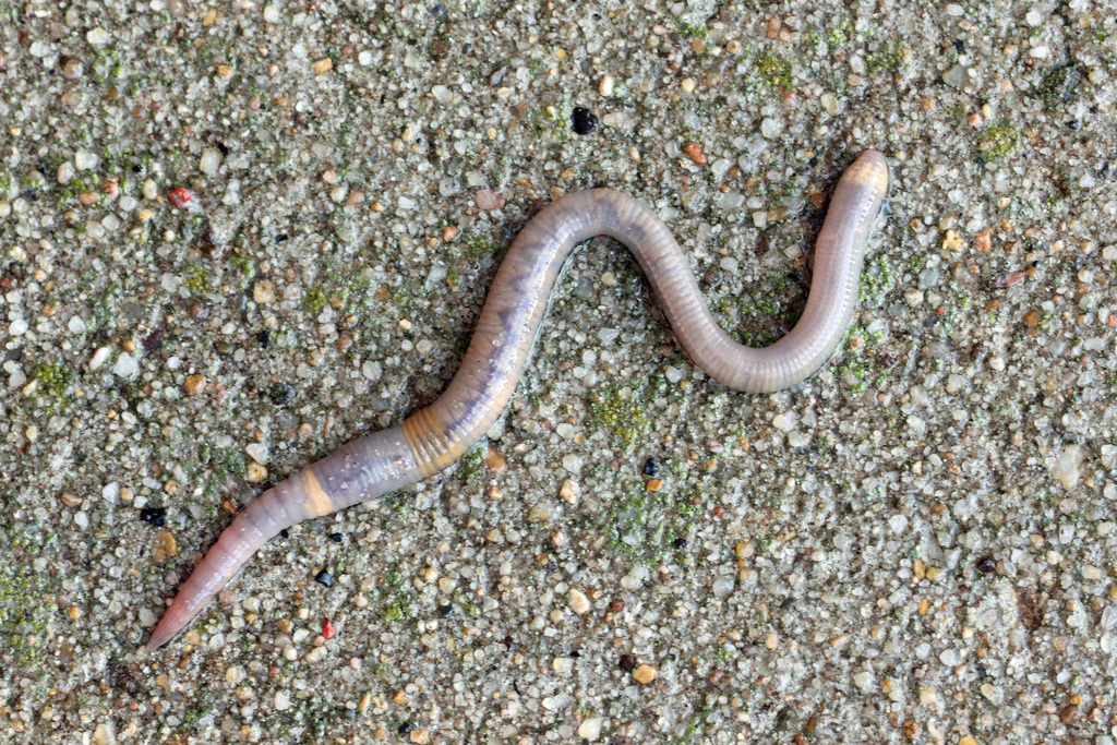Earthworms from Fritch, Tx on September 13, 2024 by donalsg · iNaturalist
