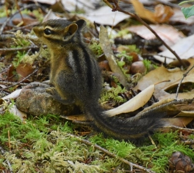 Shadow Chipmunk in October 2024 by Brenda Ziviello-Howell · iNaturalist
