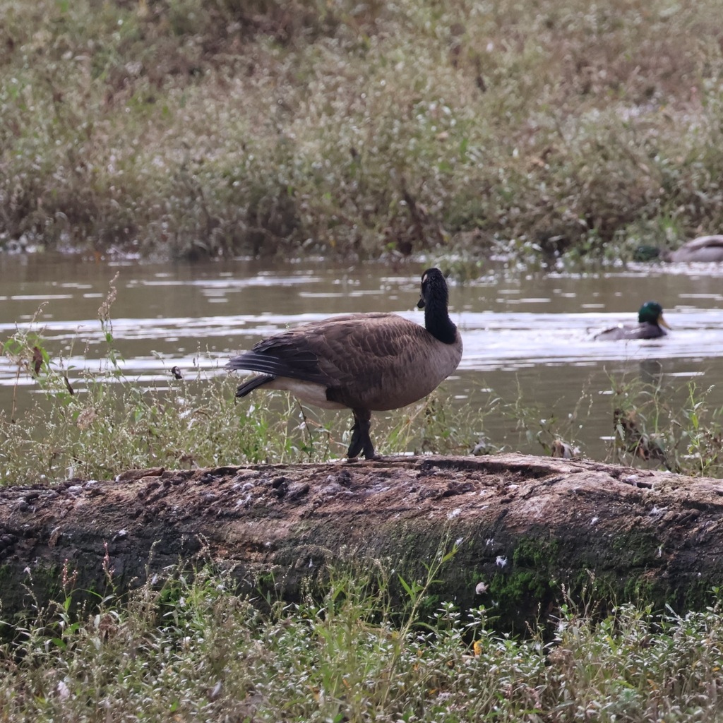 Canada Goose from Cobb County, GA, USA on October 1, 2024 at 10:52 AM ...