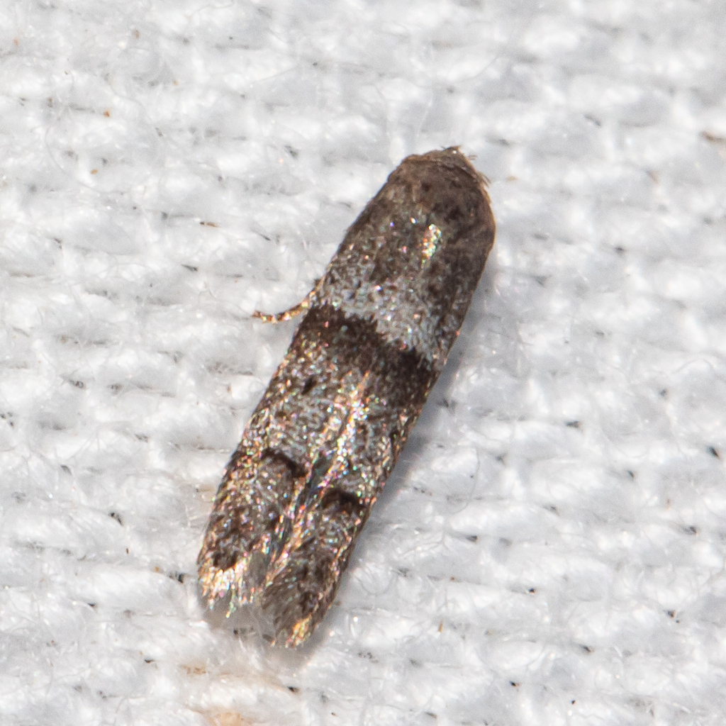 Blastobasis pulchella from Anne Arundel County, MD, USA on September 1 ...