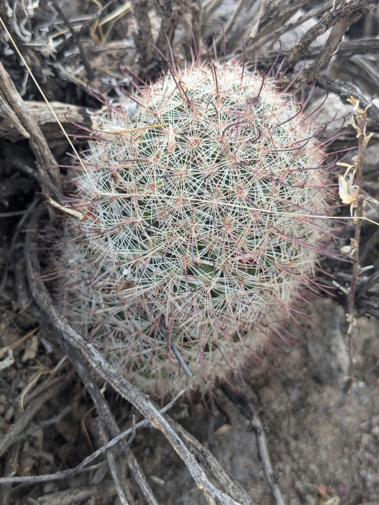 Graham's nipple cactus from WM2R+C2 Cottonwood cove, Peoria, AZ 85342 ...