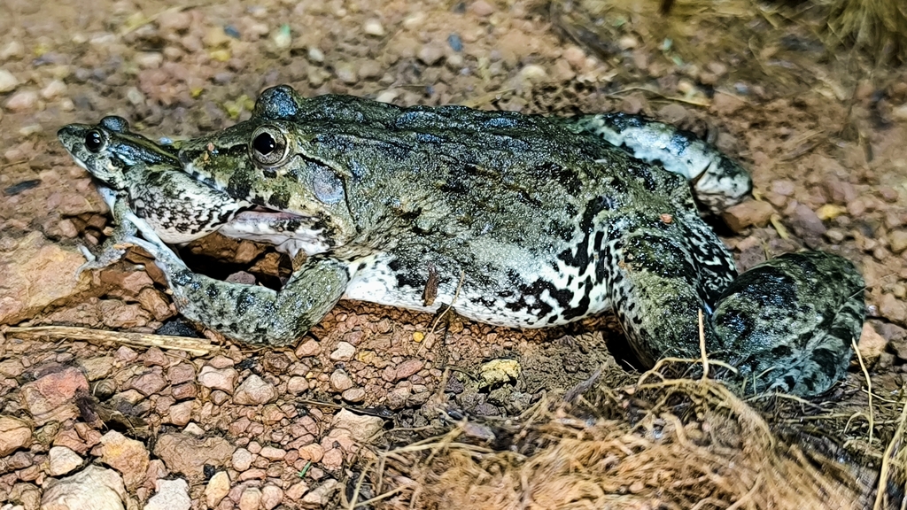 East Asian Bullfrog from Empunak Tapang Keladan, Kec. Ketungau Hulu ...