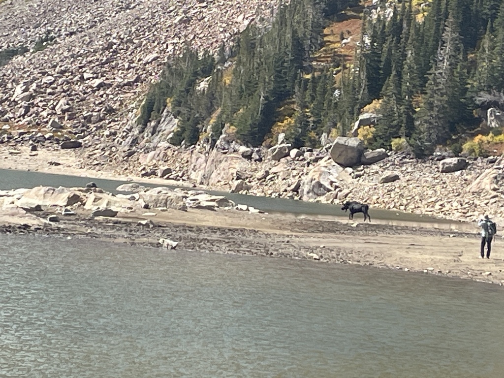 Moose from Boulder County, US-CO, US on September 28, 2024 at 02:01 PM ...