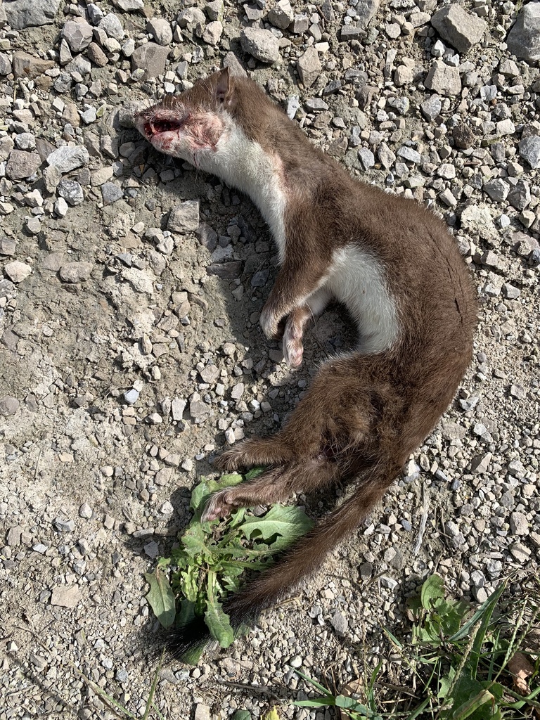 Short-tailed Weasel from Fisher Rd, Bruce Twp, MI, US on September 27 ...