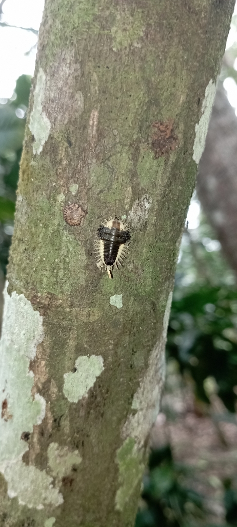 Winged and Once-winged Insects from XC6J+CGM, Silvio Mayorga, Nicaragua ...