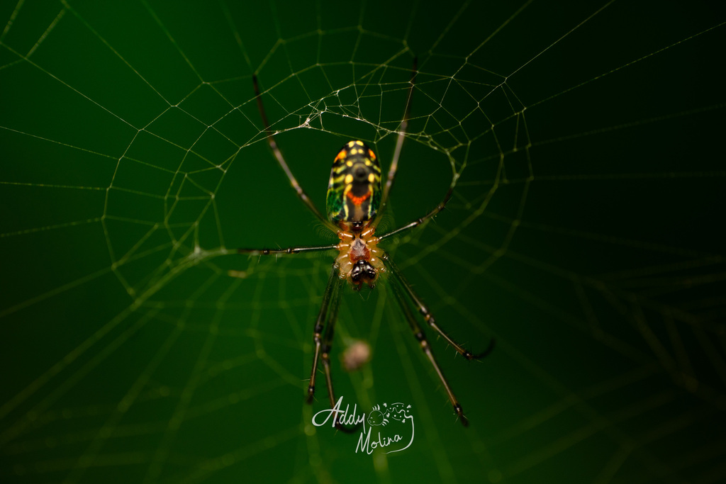 Leucauge mariana from HWRR+44 Barranca del Ehecatl, Agricultura 4-A ...