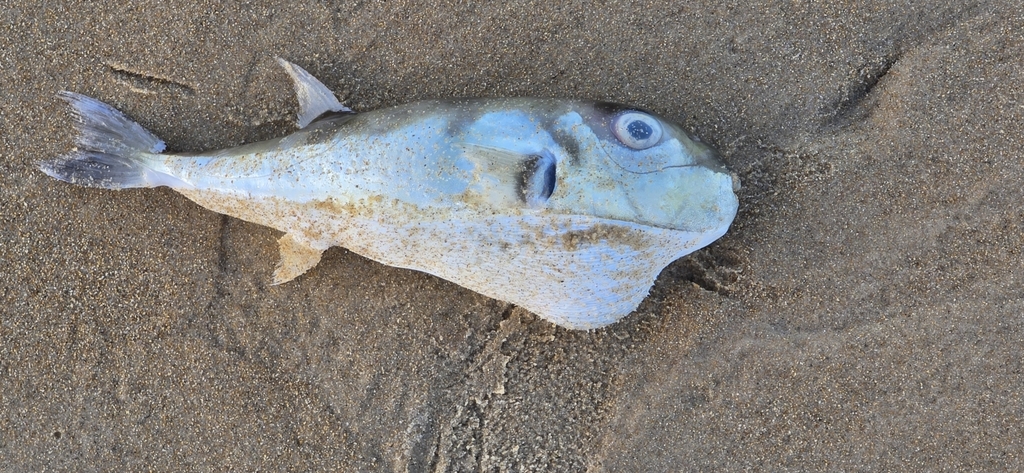 Diamondback Puffer from חיפה, ישראל on October 2, 2024 at 07:18 AM by ...