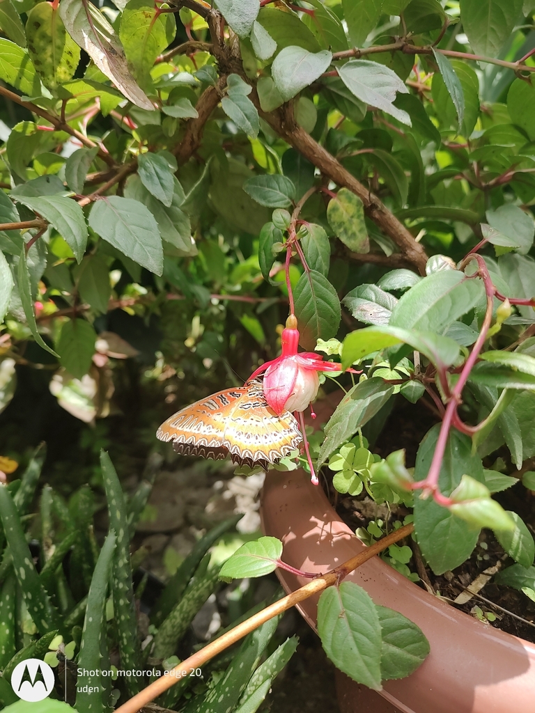 Red Lacewing Butterfly from 59FC+XPW, Namchi, Sikkim 737126, India on ...