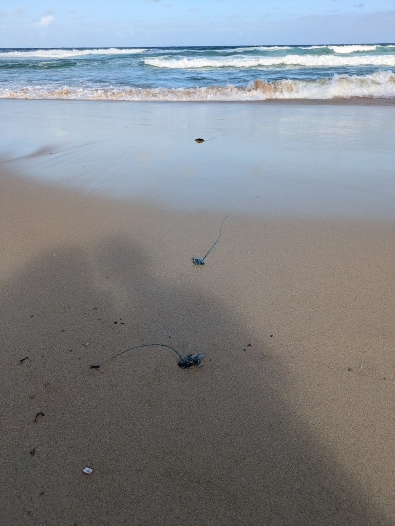 Portuguese Man o' War from Bondi Beach NSW 2026, Australia on October 2 ...