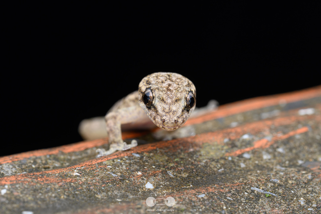 Hong Kong Slender Gecko from 中国福建省泉州市德化县 on August 15, 2024 at 12:05 AM ...