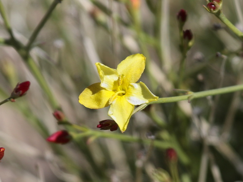 Broom Twinberry (Variety Menodora scabra glabrescens) · iNaturalist