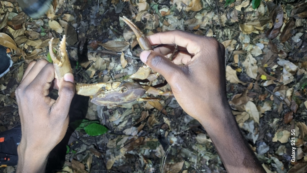 Manicou Crab from Tobago, Trinidad and Tobago on September 21, 2024 at ...