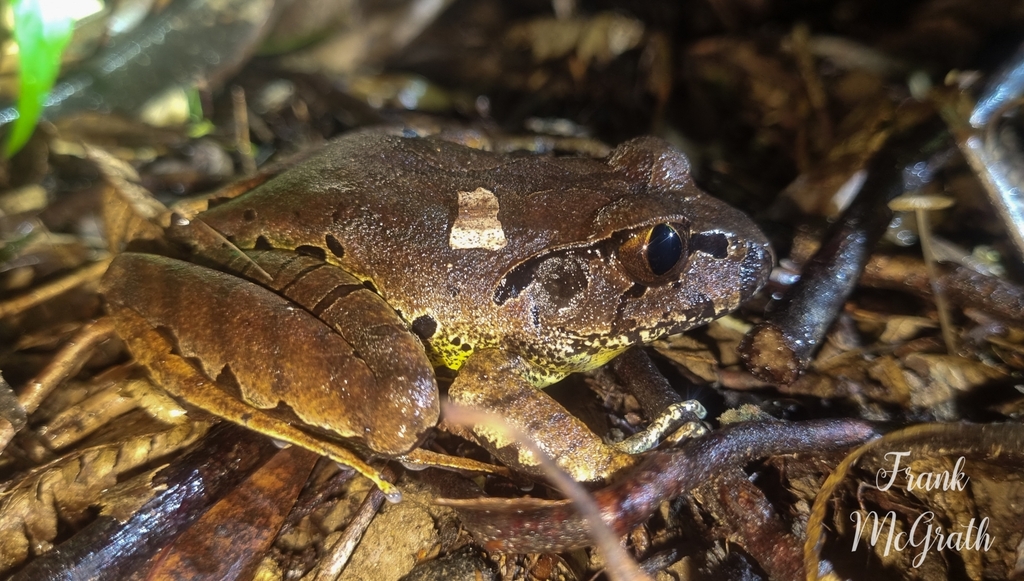 Fleay's Barred Frog in October 2024 by Frank McGrath · iNaturalist