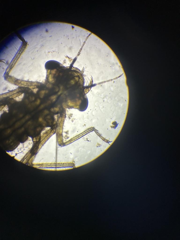 Winged and Once-winged Insects from Old Town Rd, Bridgeport, CT, US on ...