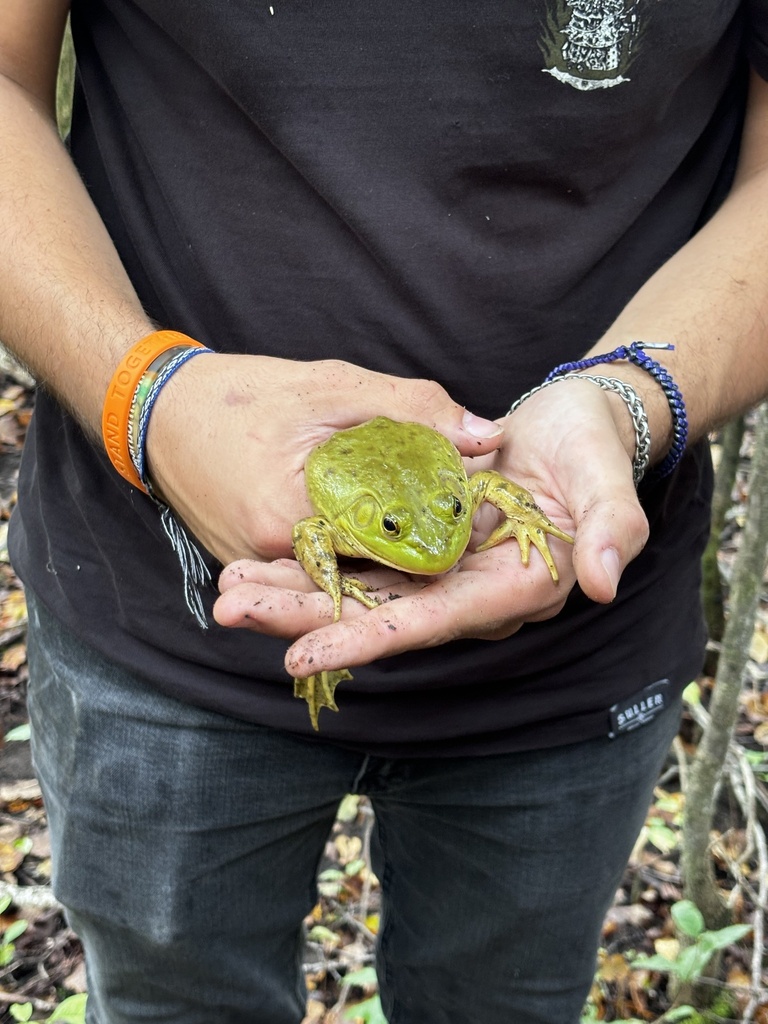 American Bullfrog from Lapeer, MI, US on September 29, 2024 at 12:02 PM ...