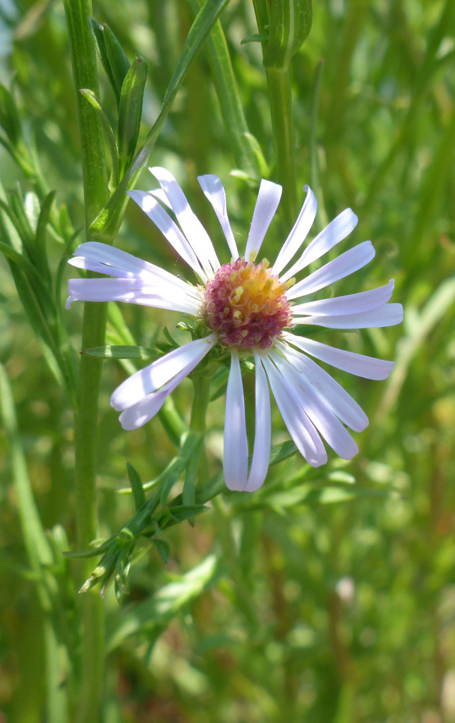 Suisun Marsh aster in July 2016 by Henry Fabian · iNaturalist