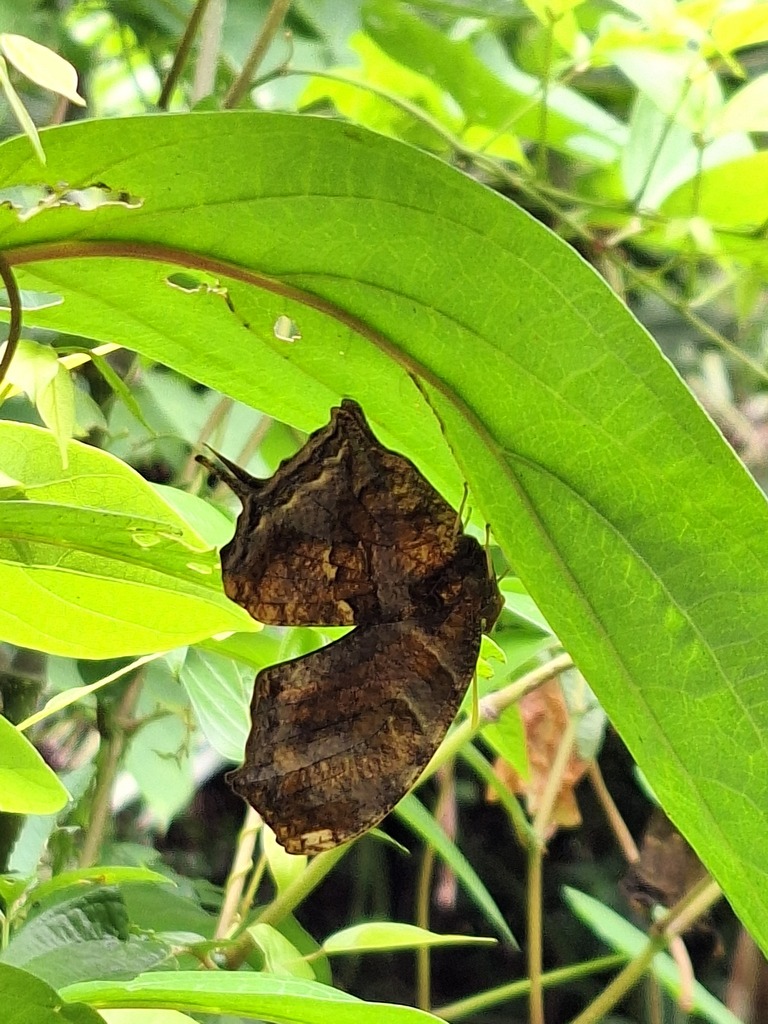 Tiger Leafwing from Puerto Vallarta, Jal., México on September 24, 2024 ...
