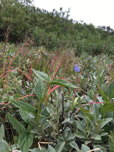 Alaska Tall Bluebells (Variety Mertensia paniculata alaskana) · iNaturalist