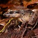 Genus Limnonectes · iNaturalist
