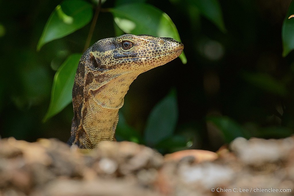 Tricolor Monitor in October 2014 by Chien Lee · iNaturalist