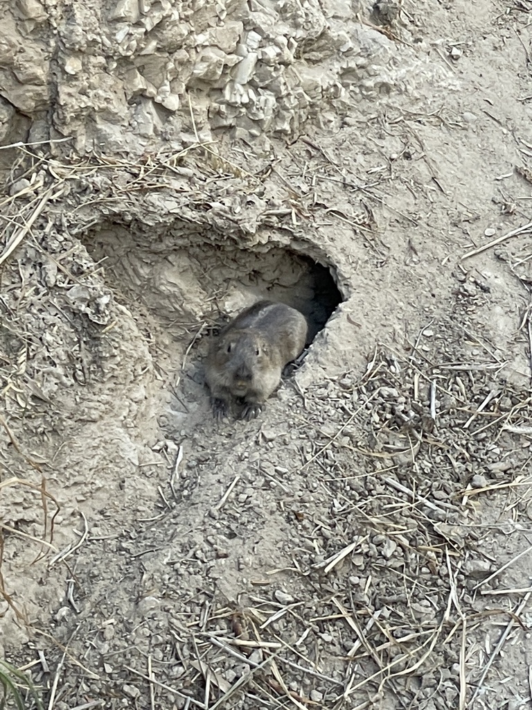 Botta's Pocket Gopher from Big Bend National Park, Terlingua, TX, US on ...