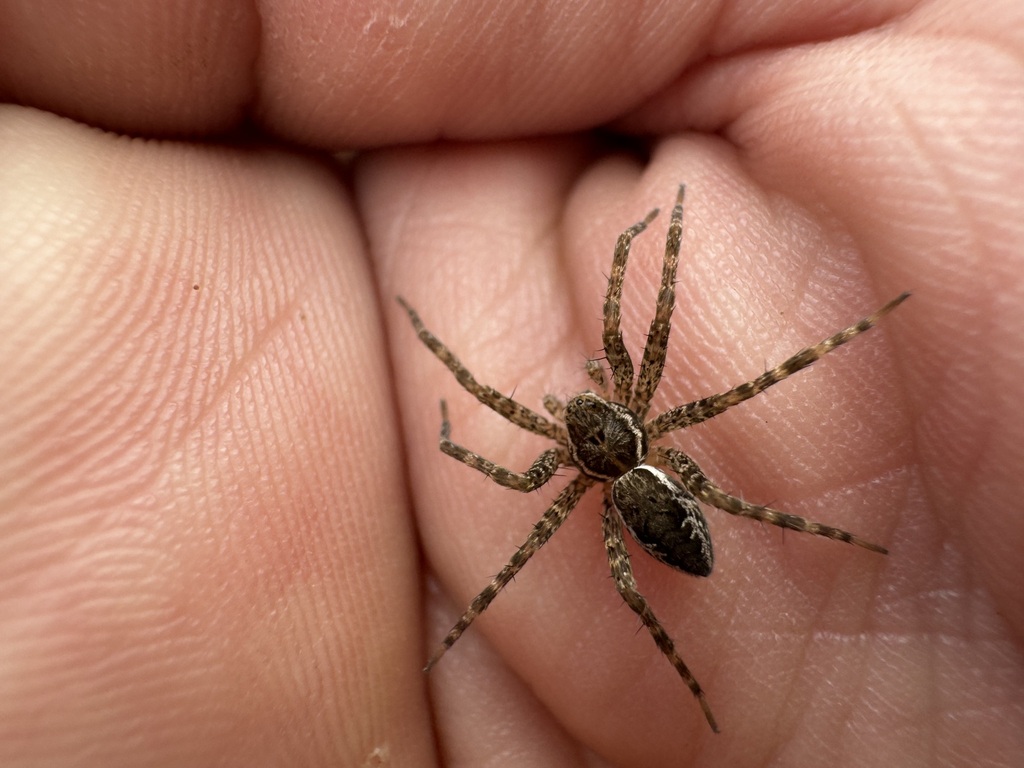 Banded Fishing Spider from Venango County, PA, USA on October 2, 2024 ...